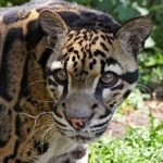 Asian Cats – International Society for Endangered Cats (ISEC) Canada